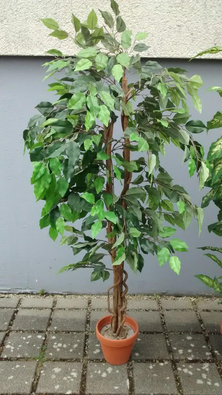 Kunstpflanzen Ficus Benjamini mit Topf in 68766 Hockenheim für 29,00 ...
