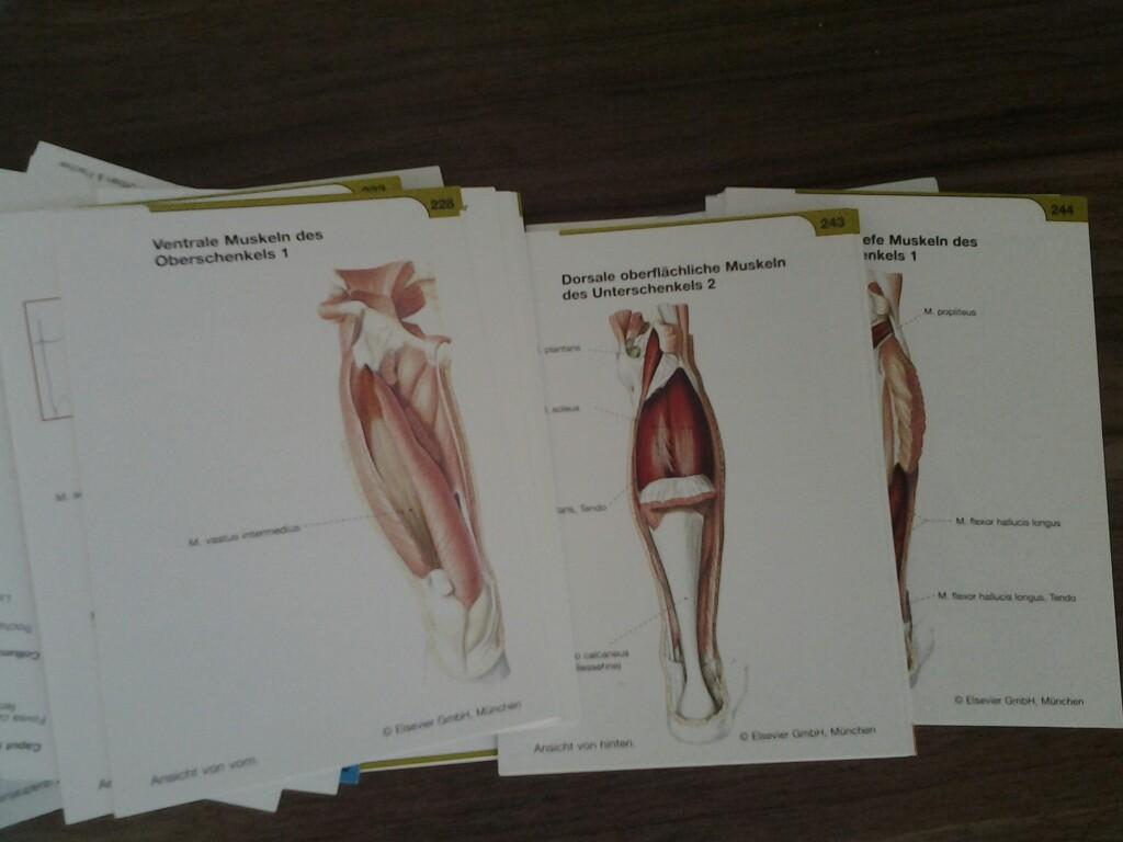 Sobotta Lernkarten Anatomie in 6162 Mutters für € 20,00 zum Verkauf ...