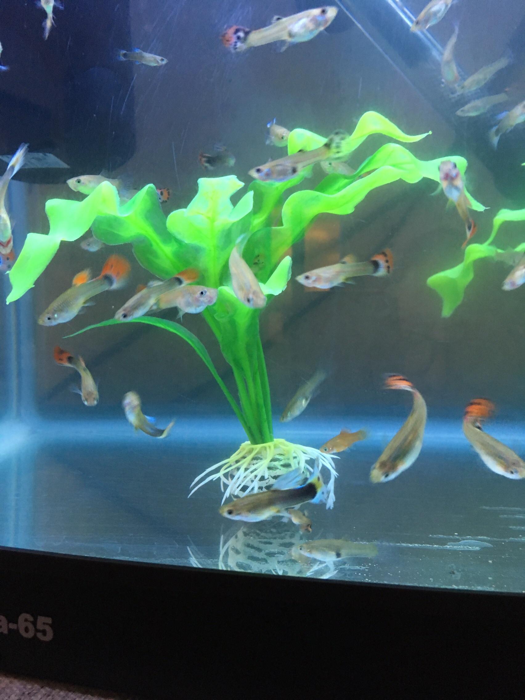 Beautiful Guppy And platy tropical fish in CR0 Croydon für 2,00 £ zum ...