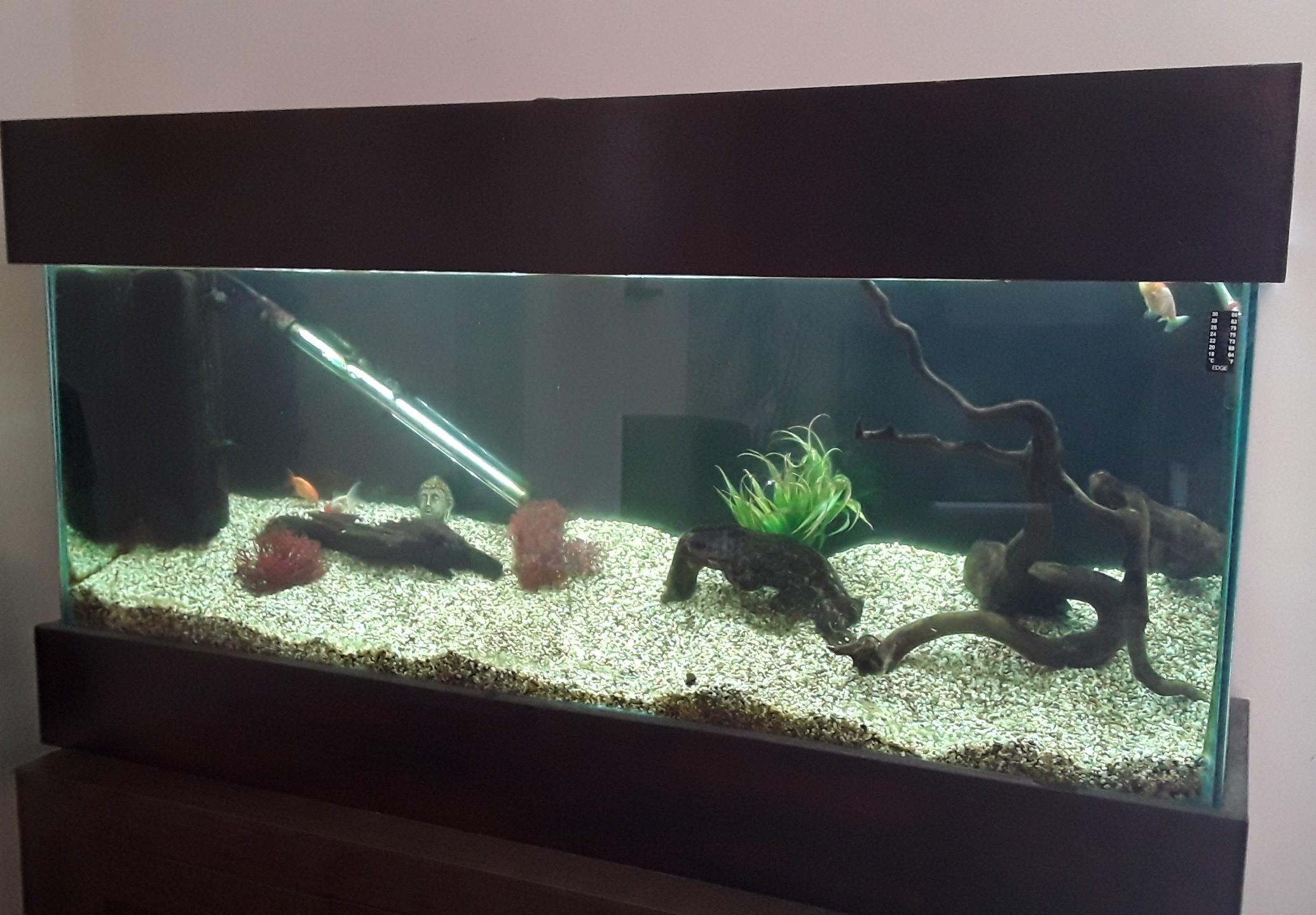 4ft FishTank complete set up. in LN4 Dunston für 100,00 £ zum Verkauf ...