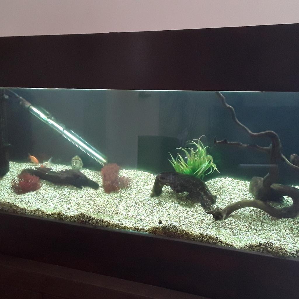 4ft FishTank complete set up. in LN4 Dunston für 100,00 £ zum Verkauf ...