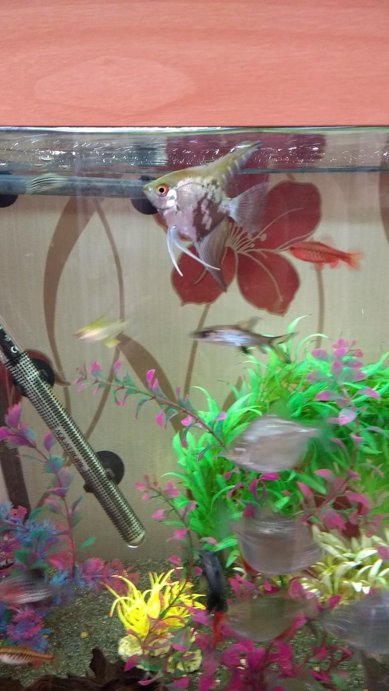 Fish Tank, Stand and All Fish in SN2 Swindon for £80.00 for sale | Shpock