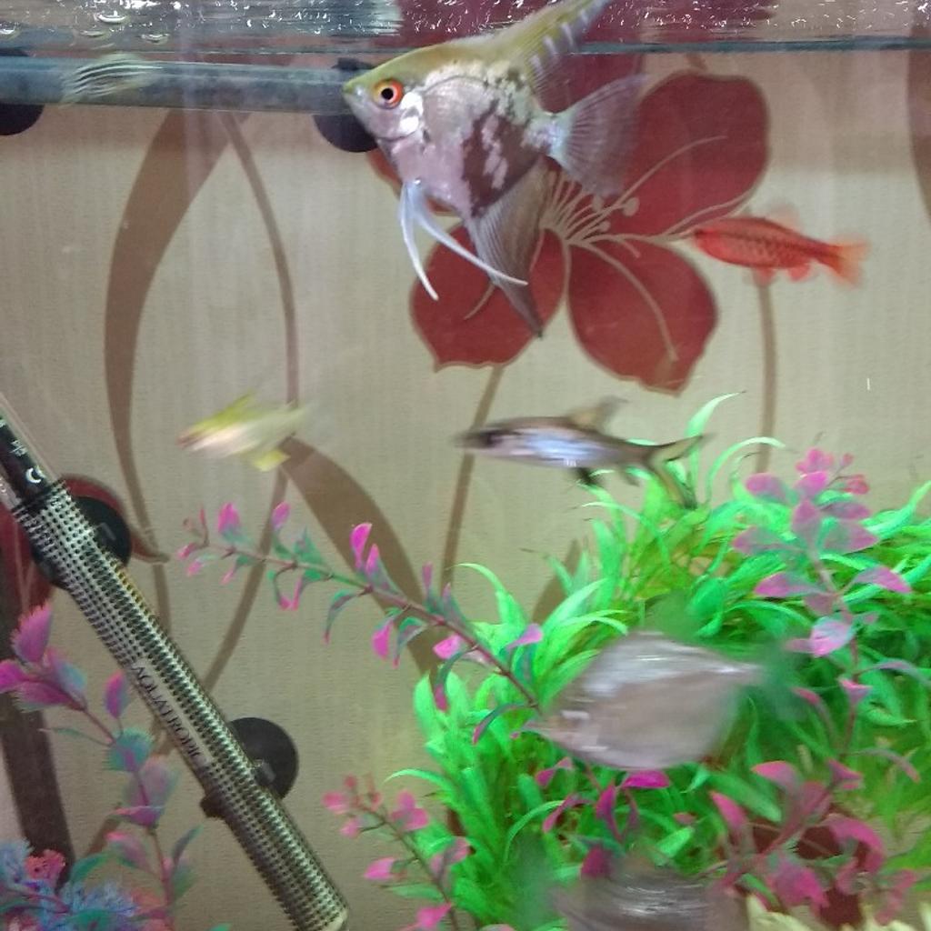 Fish Tank, Stand and All Fish in SN2 Swindon for £80.00 for sale | Shpock