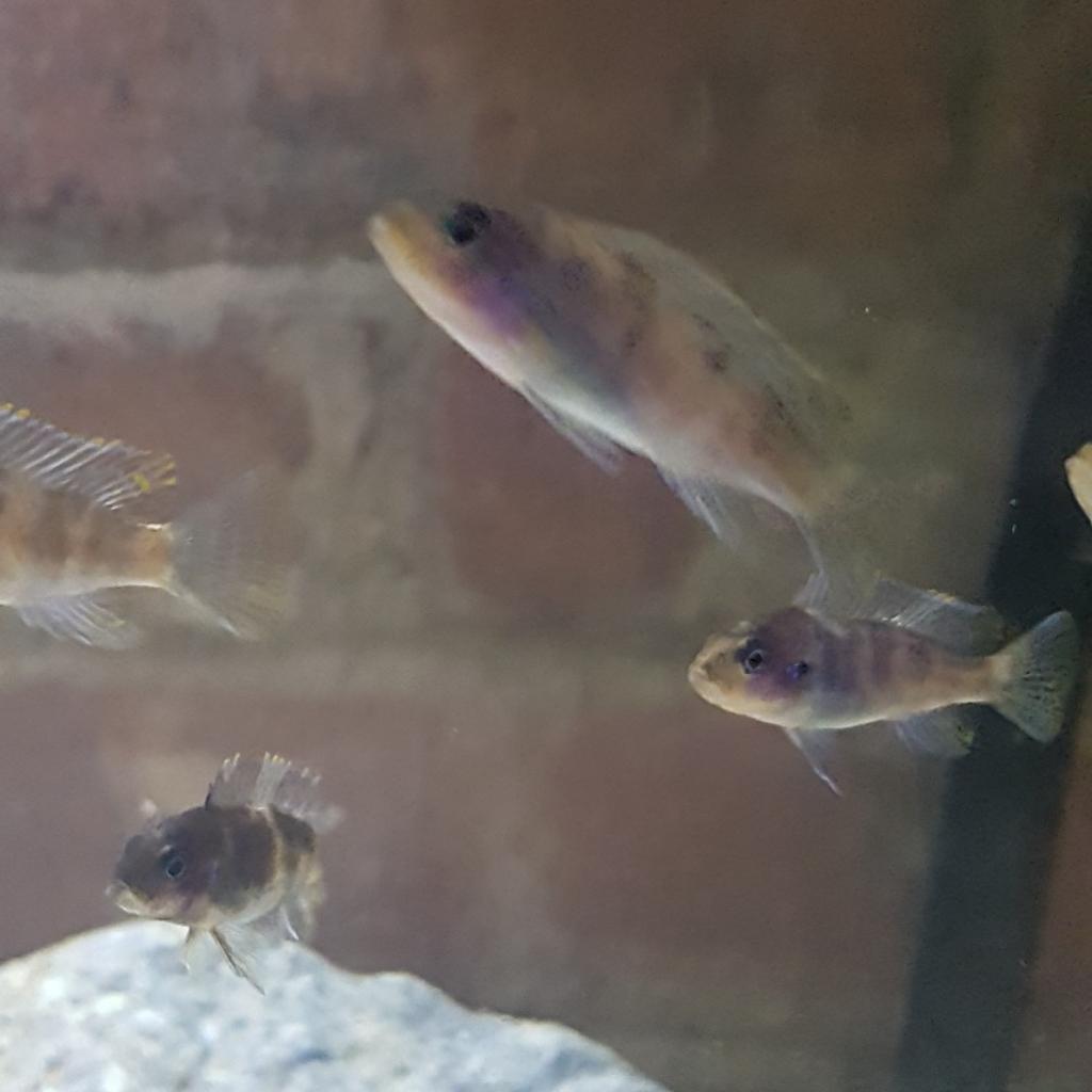 Young Malawi cichlids in M41 Urmston für 123,00 £ zum Verkauf | Shpock DE