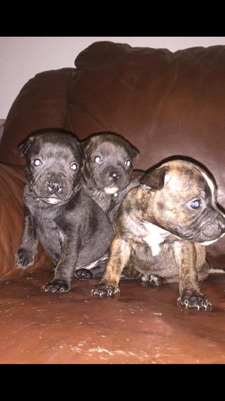 2 boy staffy pups in WS10 Wednesbury für £ 120,00 zum Verkauf | Shpock AT
