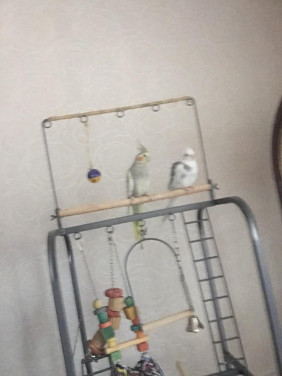 Very Tame & Talking Cockatiel Parrot Bird in B10 Birmingham für £ 100 ...