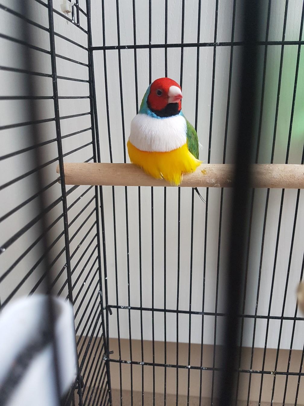 Male, Female and pair of gouldian finch in N11 London für 35,00 £ zum ...