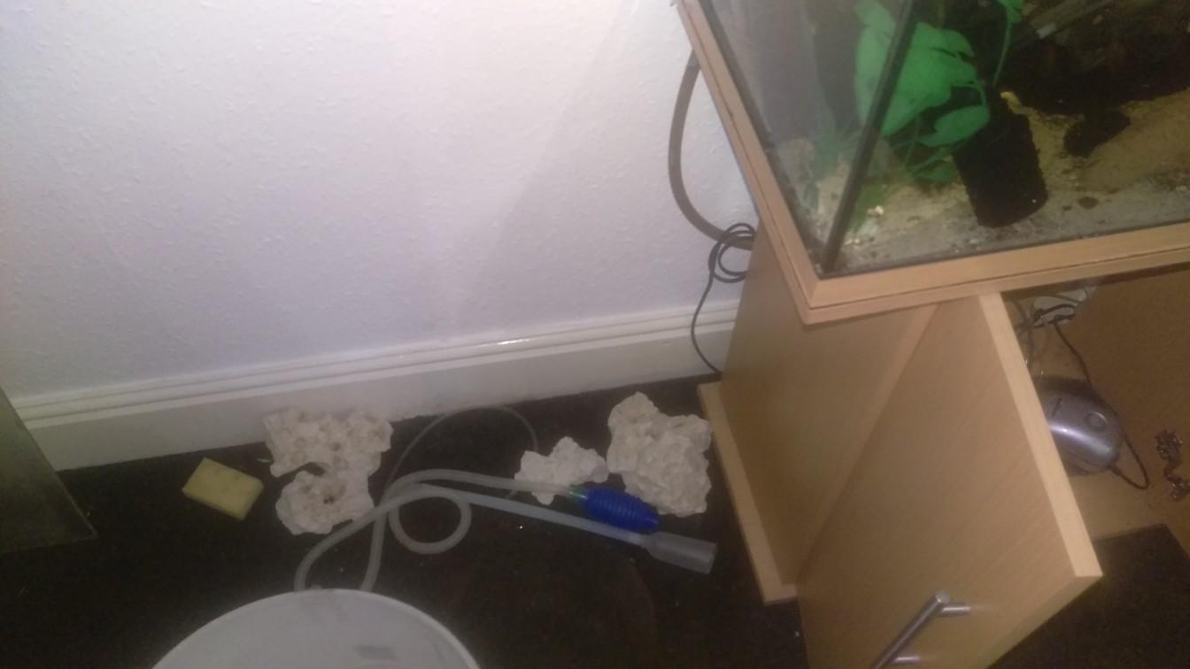 4ft tall fish tank with fish in M26 Radcliffe für £ 80,00 zum Verkauf ...