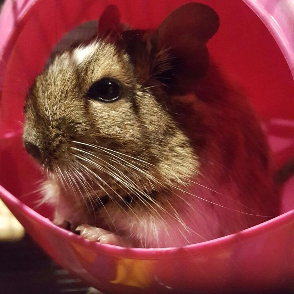 2 female degu in PR3 Longridge für gratis zum Verkauf | Shpock DE