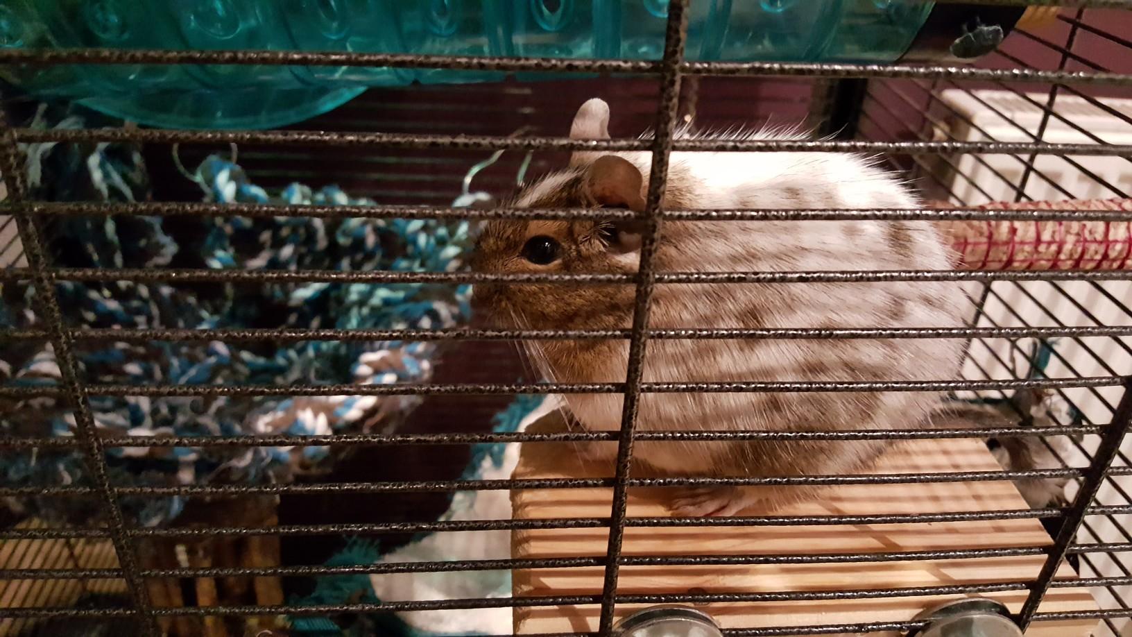 2 female degu in PR3 Longridge für gratis zum Verkauf | Shpock DE