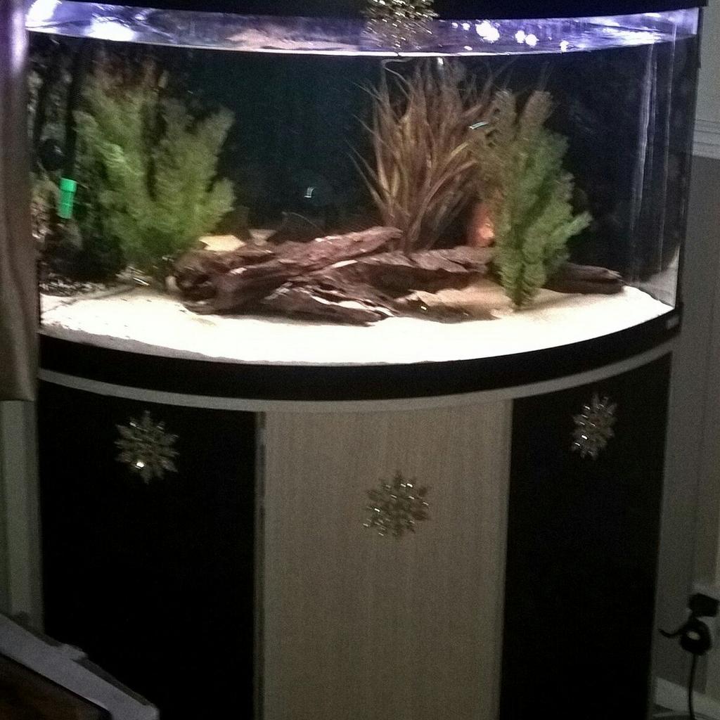 Corner fish tank in Hoo St. Werburgh für 100,00 £ zum Verkauf | Shpock DE