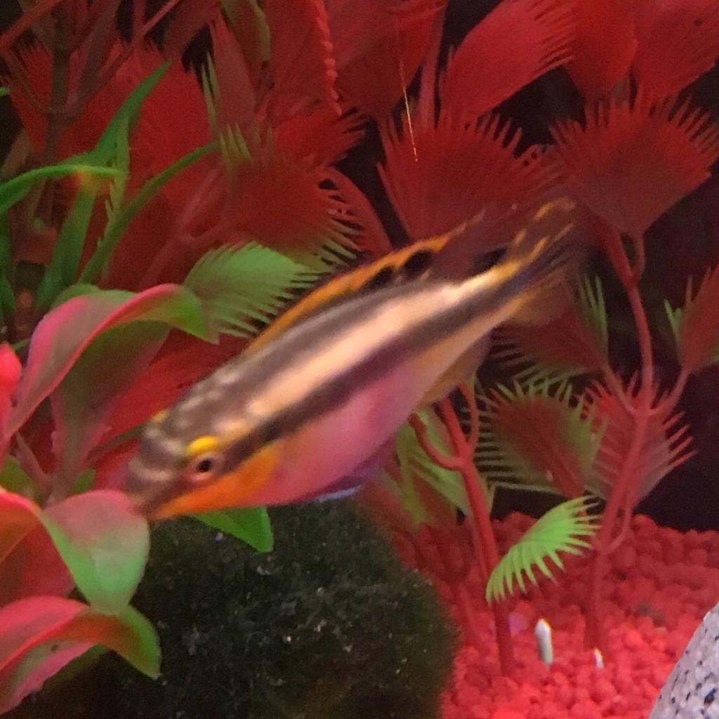 Tropical fish- female Krib in CF32 Sarn für gratis zum Verkauf | Shpock AT