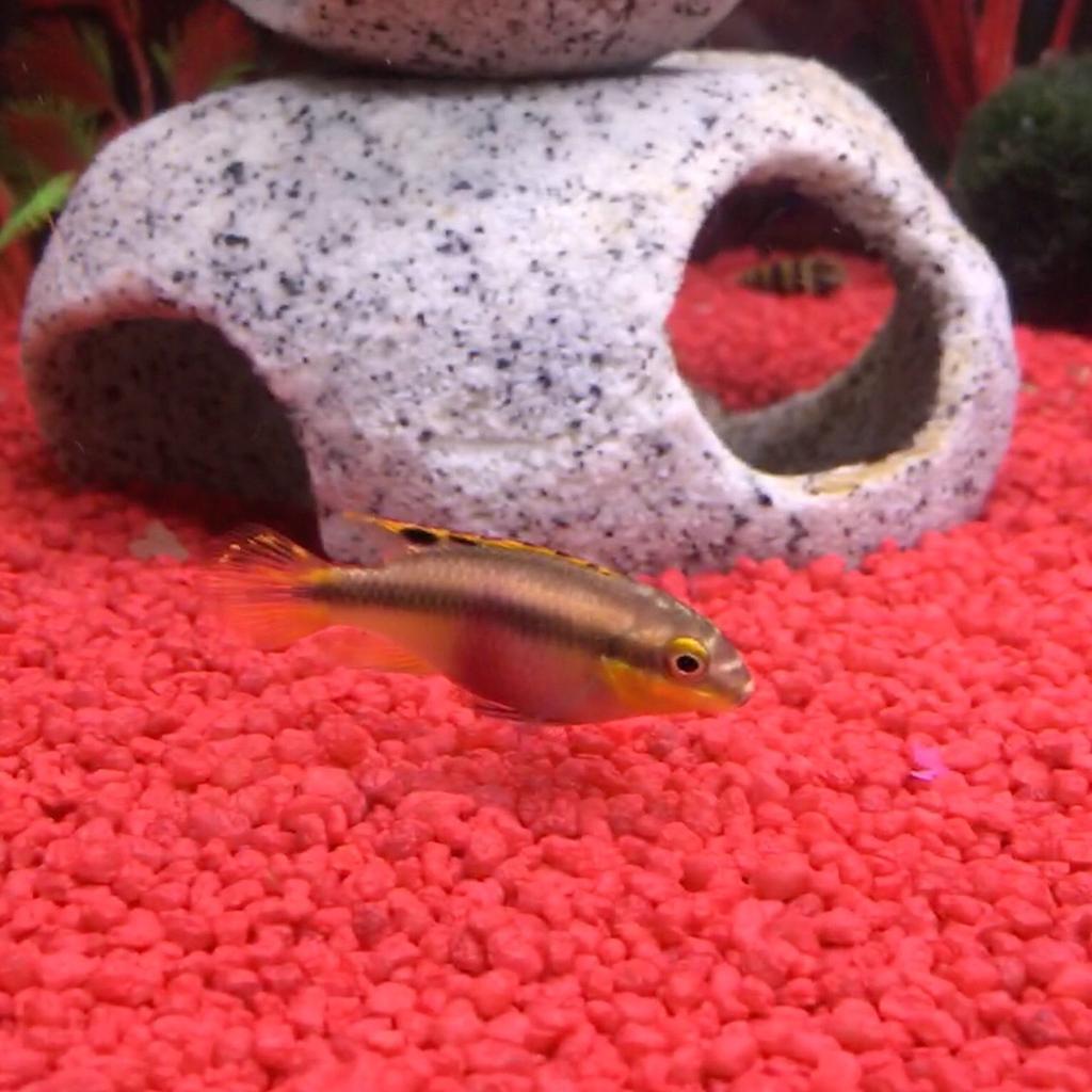 Tropical fish- female Krib in CF32 Sarn für gratis zum Verkauf | Shpock AT