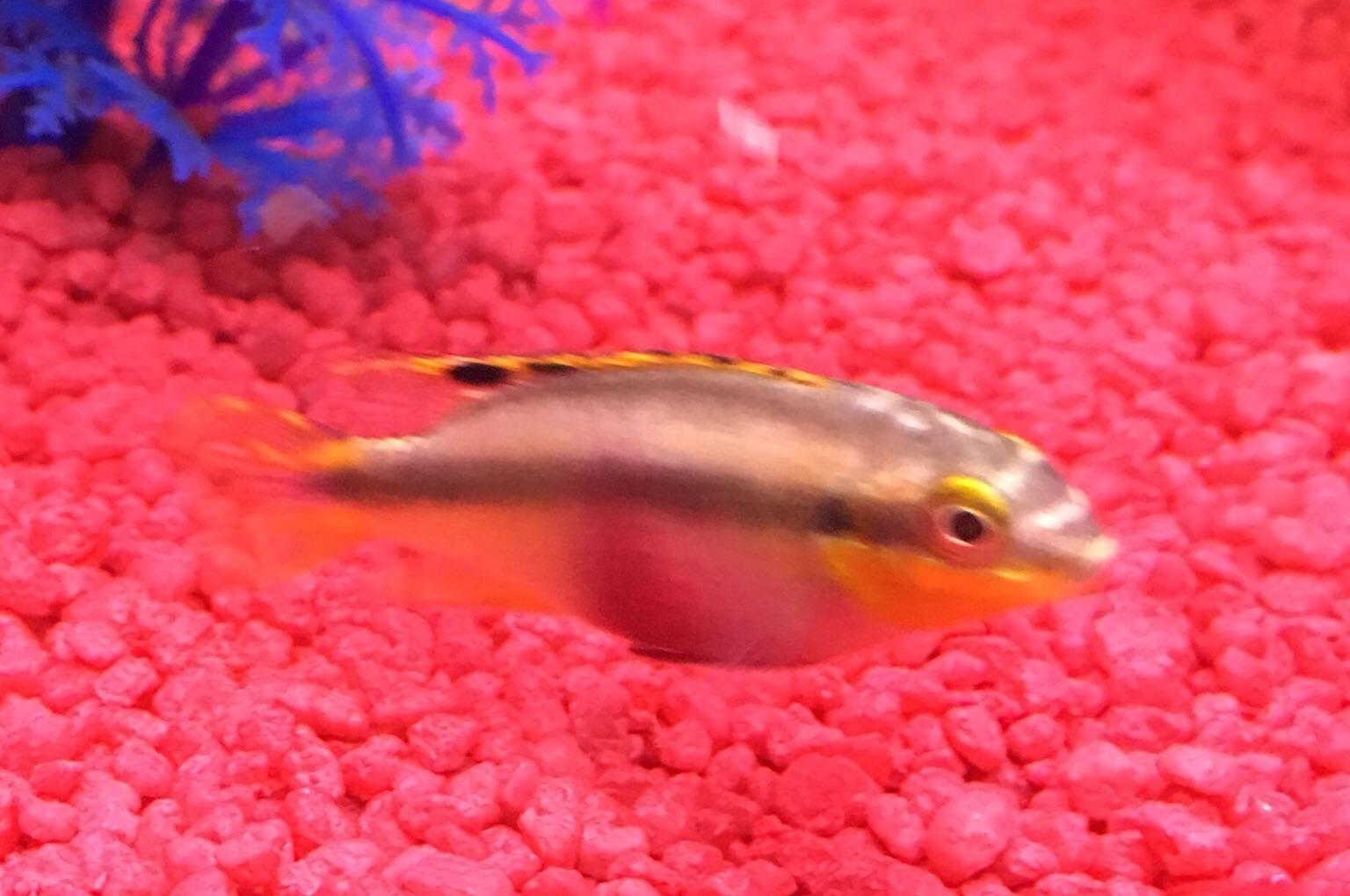 Tropical fish- female Krib in CF32 Sarn für gratis zum Verkauf | Shpock AT
