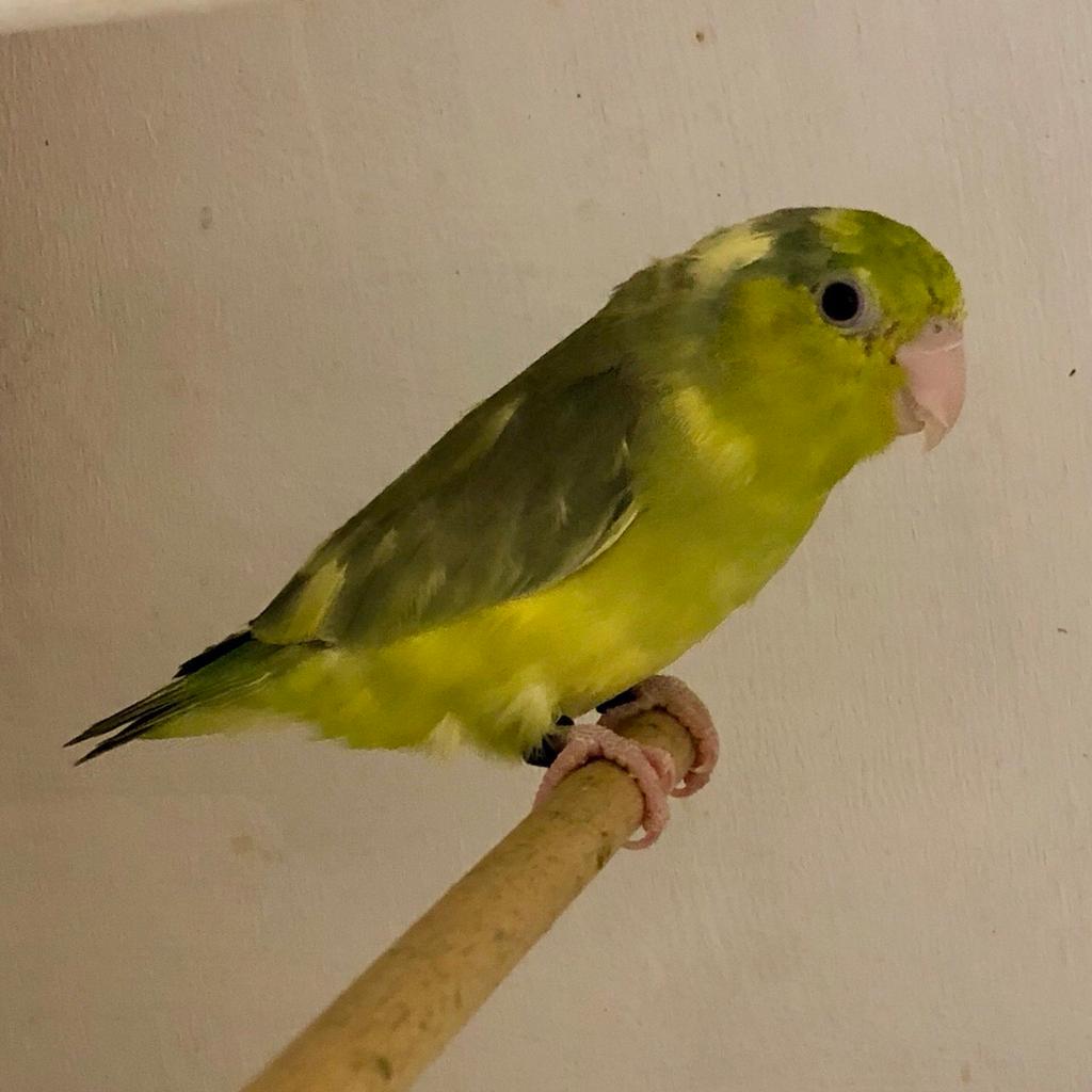 Parrotlet complete breeding setup in TN15 Malling für £ 200,00 zum ...