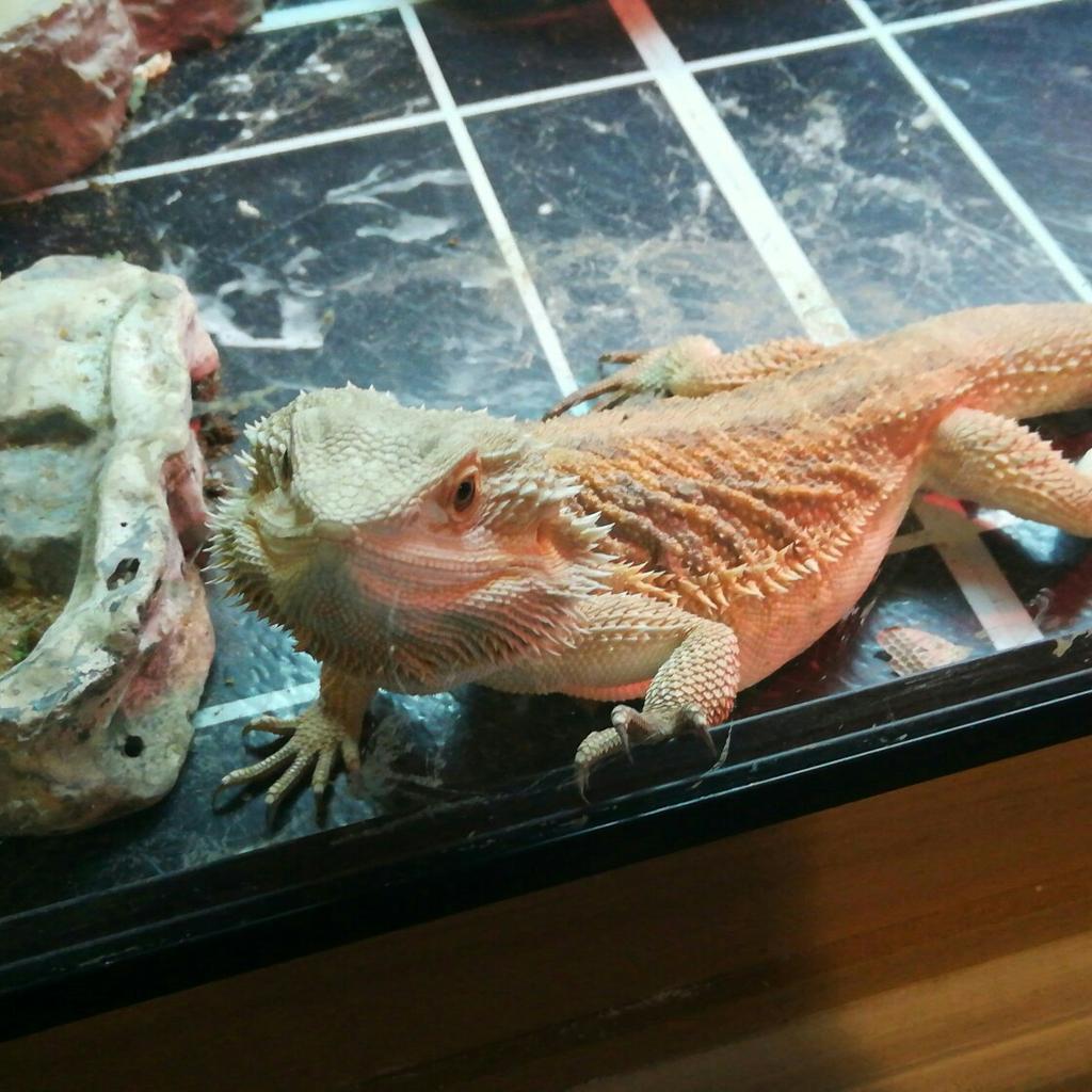 Bearded dragon setup for sale in WS11 Cannock Chase für £ 60,00 zum ...