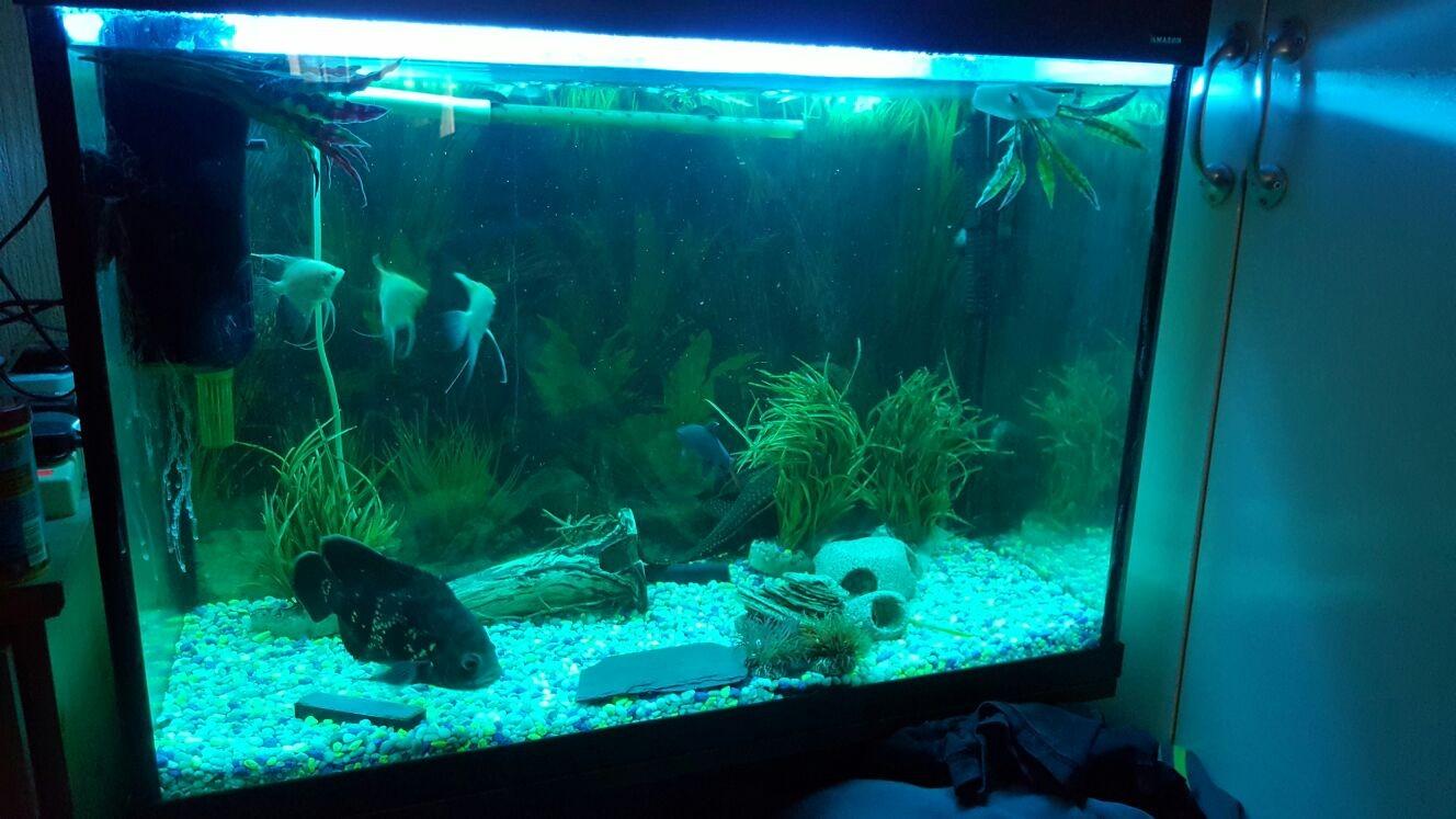 3ft Fish tank & fish full set up in M44 Salford für £ 100,00 zum ...