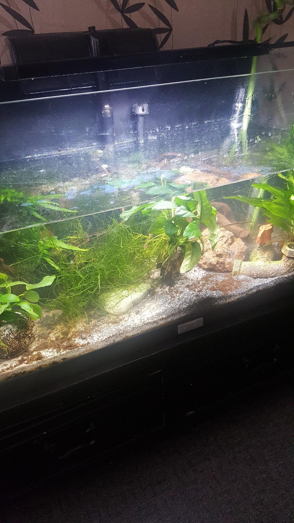 Juwel 2ft 60ltr fish tank tropical in Poulton-with-Fearnhead for £35.00 ...