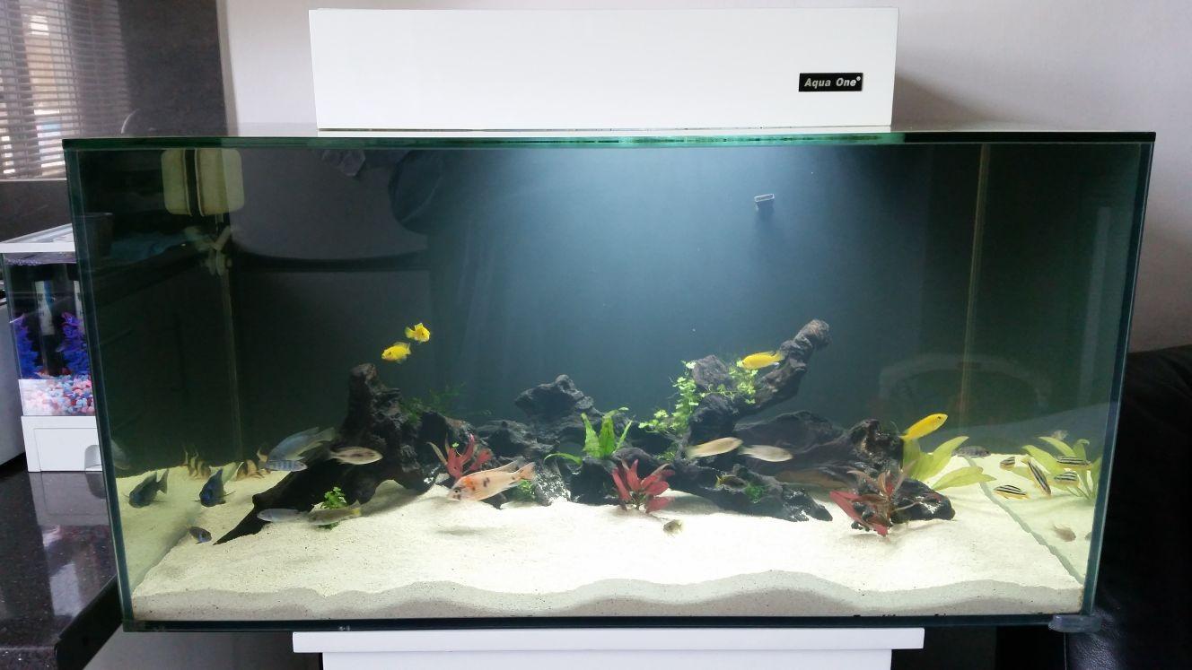 Aqua one aquavis 130 fish tank aquarium in N16 London for £180.00 for ...