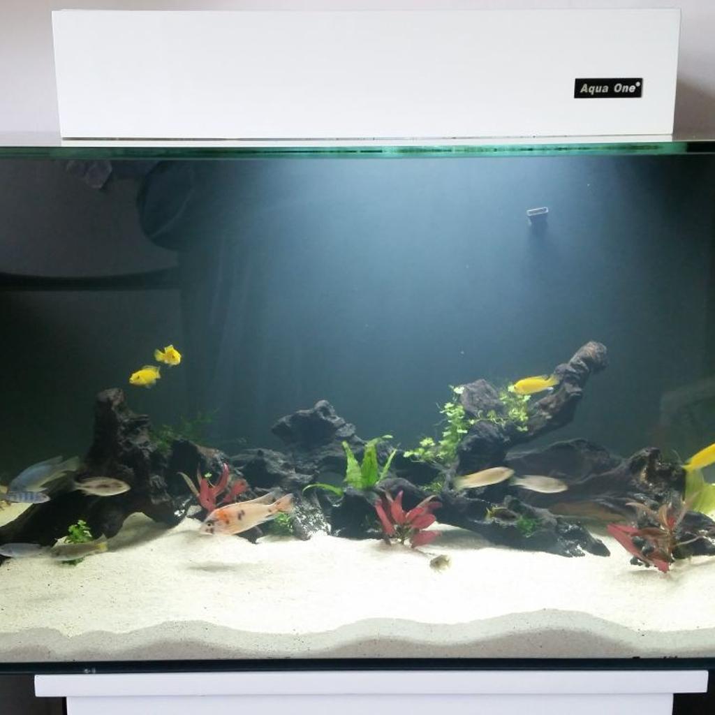 Aqua one aquavis 130 fish tank aquarium in N16 London for £180.00 for ...