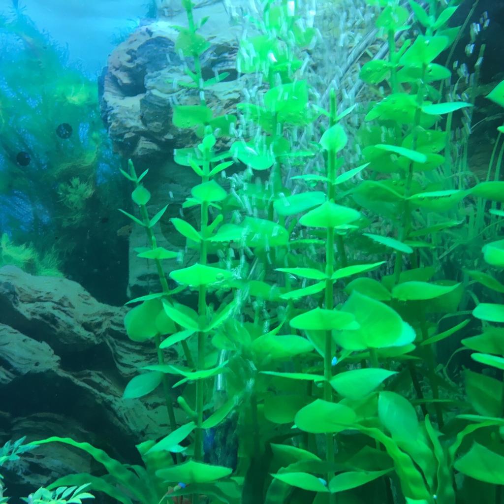 Beautiful Jewel Primo 110L fish tank in London Borough of Bromley für £ ...