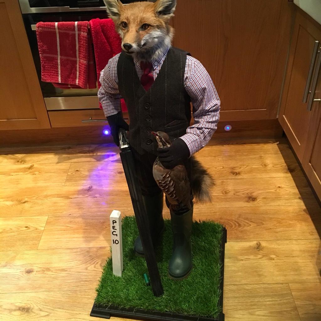 Taxidermy Fox in shooting attire in HR2 Hereford für 500,00 £ zum ...