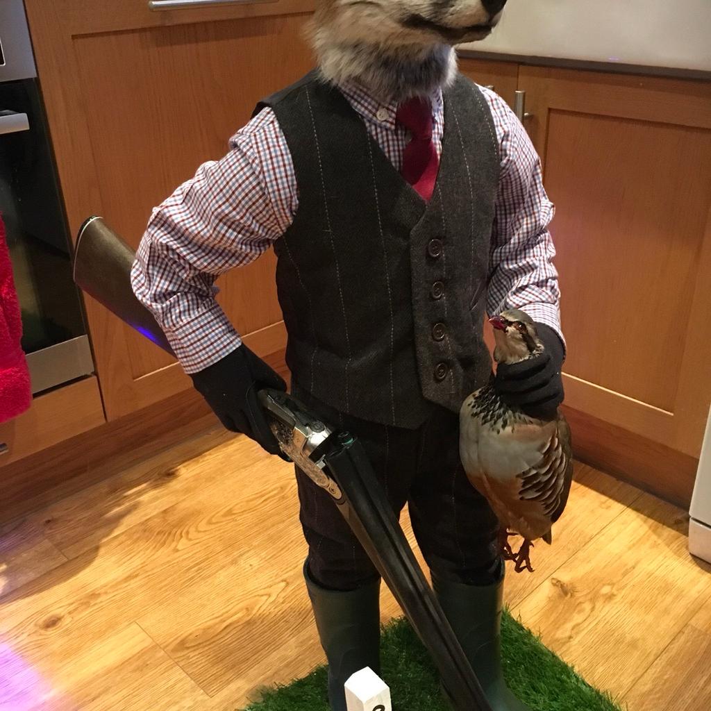 Taxidermy Fox in shooting attire in HR2 Hereford für 500,00 £ zum ...