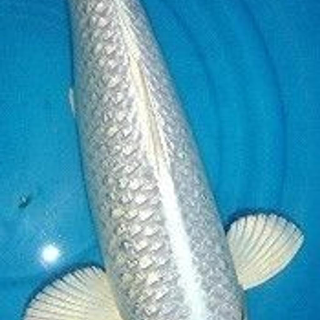 Large platinum ogon koi 21inch+ in NG5 Nottingham for £150.00 for sale ...
