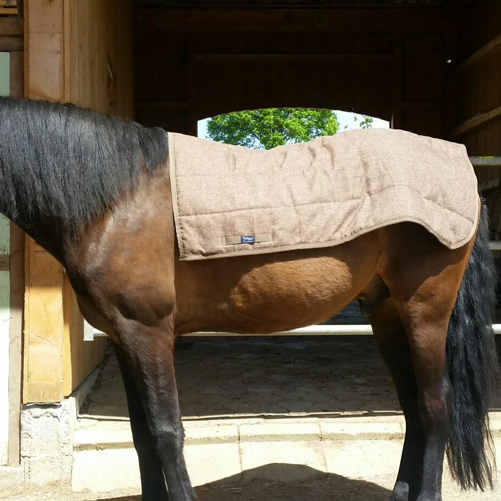 Rückenwärmer Pferd anatomisch fedimax Cer. in 85221 Dachau für € 50,00 ...