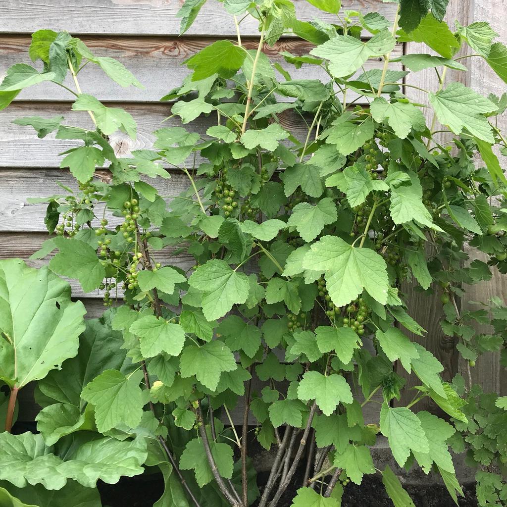 Johannisbeerstrauch - rote Ribisel in 6840 Götzis für € 14,00 zum ...