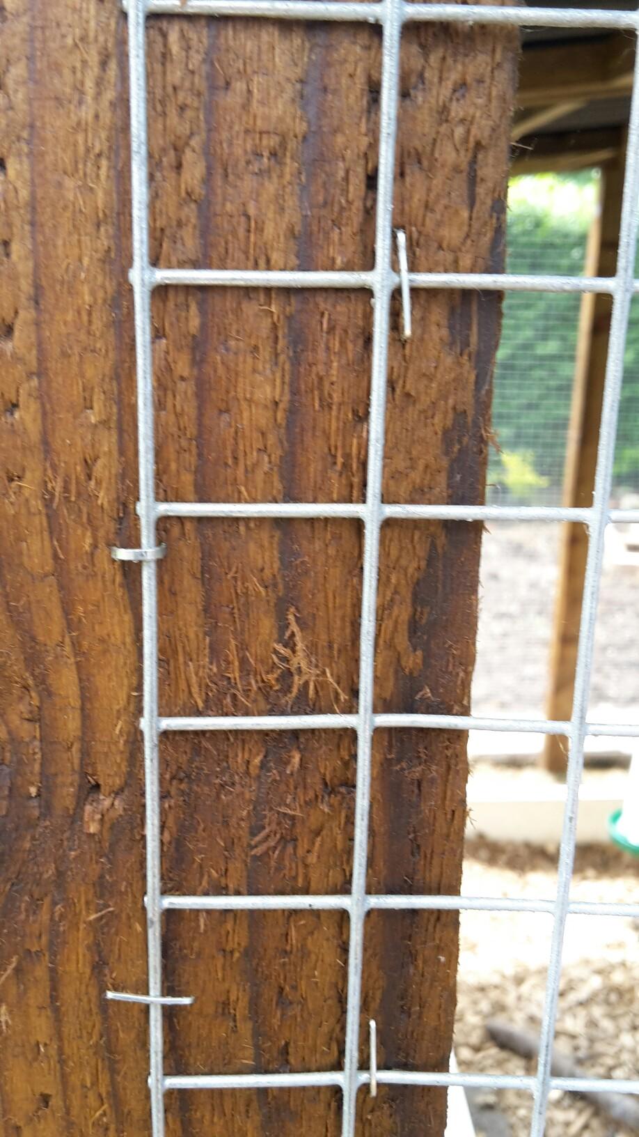 10 metres of Fox proof welded mesh in WR3 Worcester für £ 25,00 zum ...