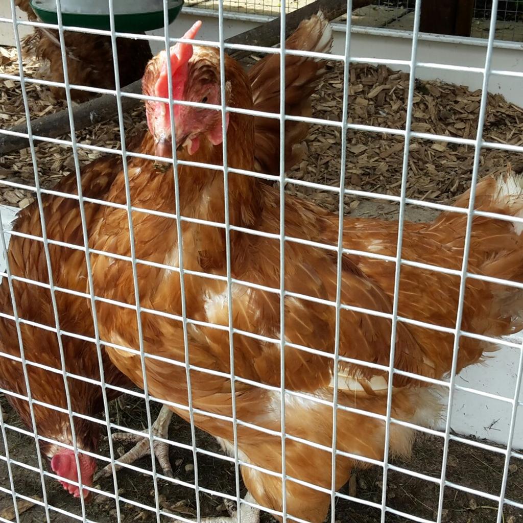 10 metres of Fox proof welded mesh in WR3 Worcester für £ 25,00 zum ...