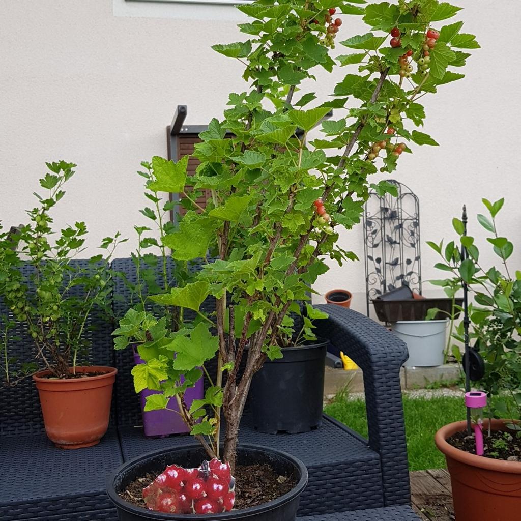 Rote Ribisel in 9300 für € 16,00 zum Verkauf | Shpock AT