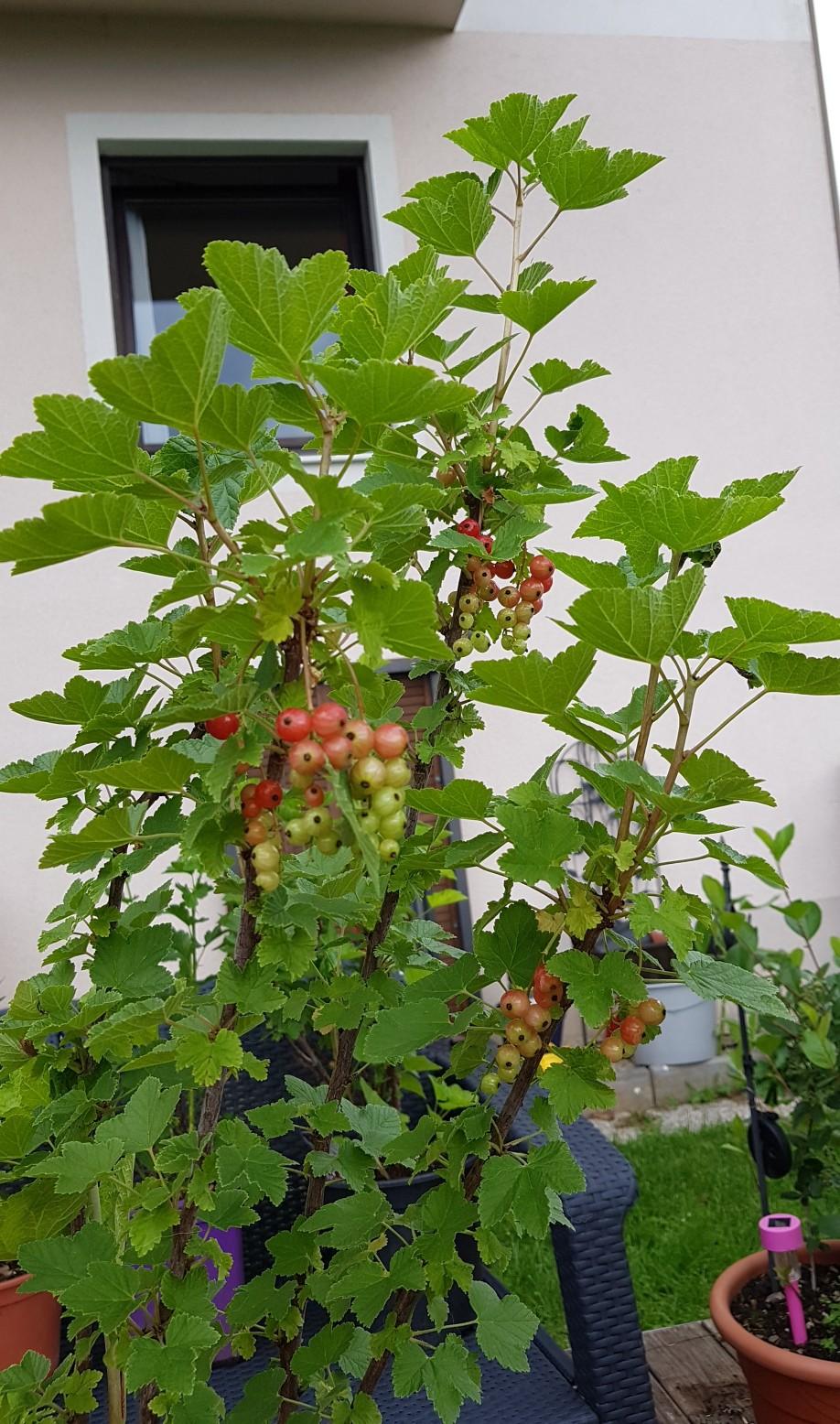 Rote Ribisel in 9300 für € 16,00 zum Verkauf | Shpock AT