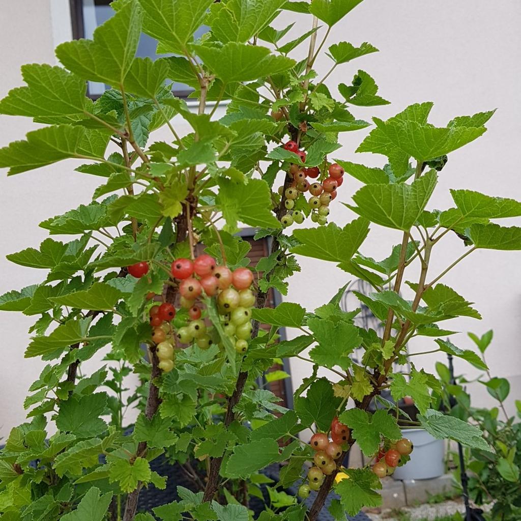 Rote Ribisel in 9300 für € 16,00 zum Verkauf | Shpock AT