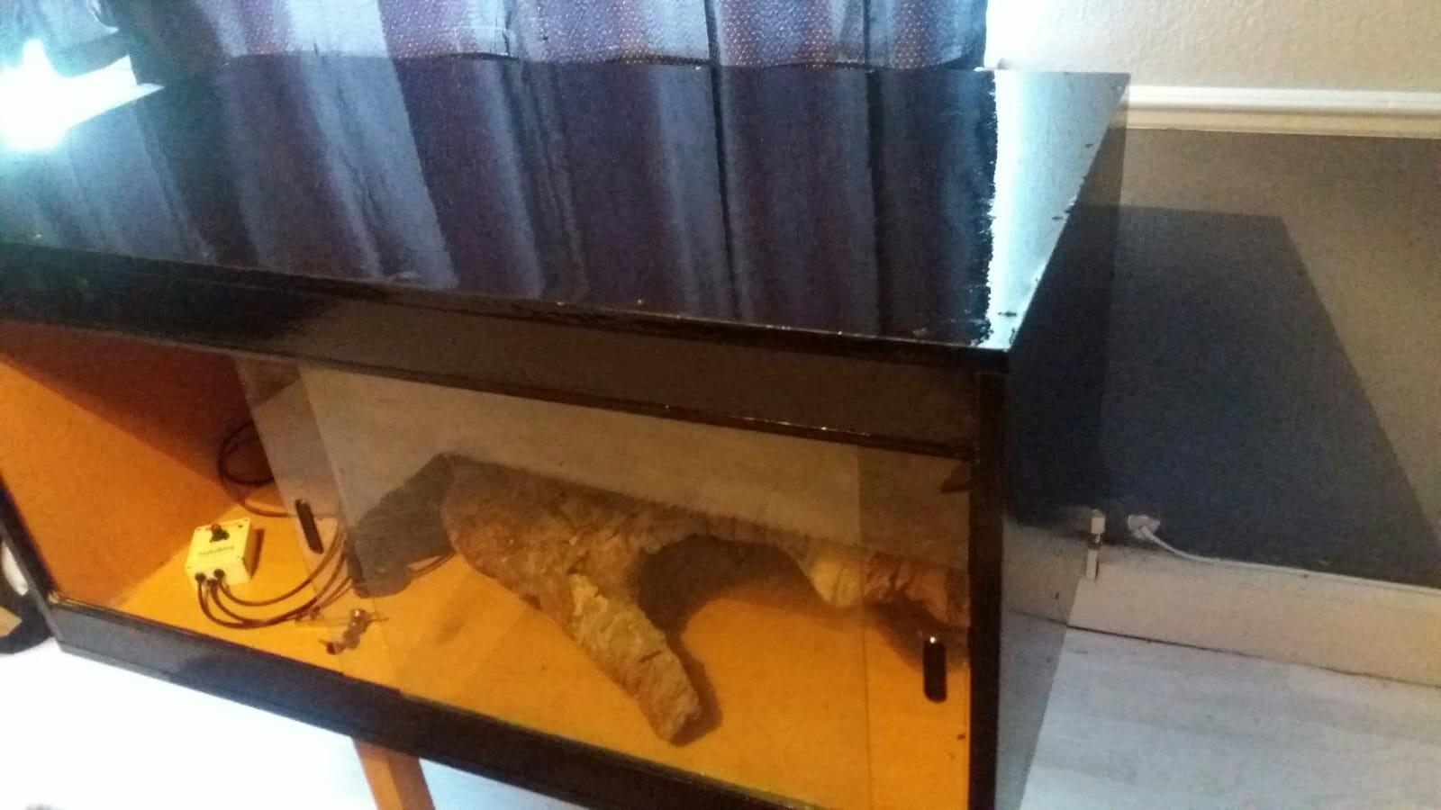 Complete vivarium / viv setup in Stanford-le-Hope for £50.00 for sale ...