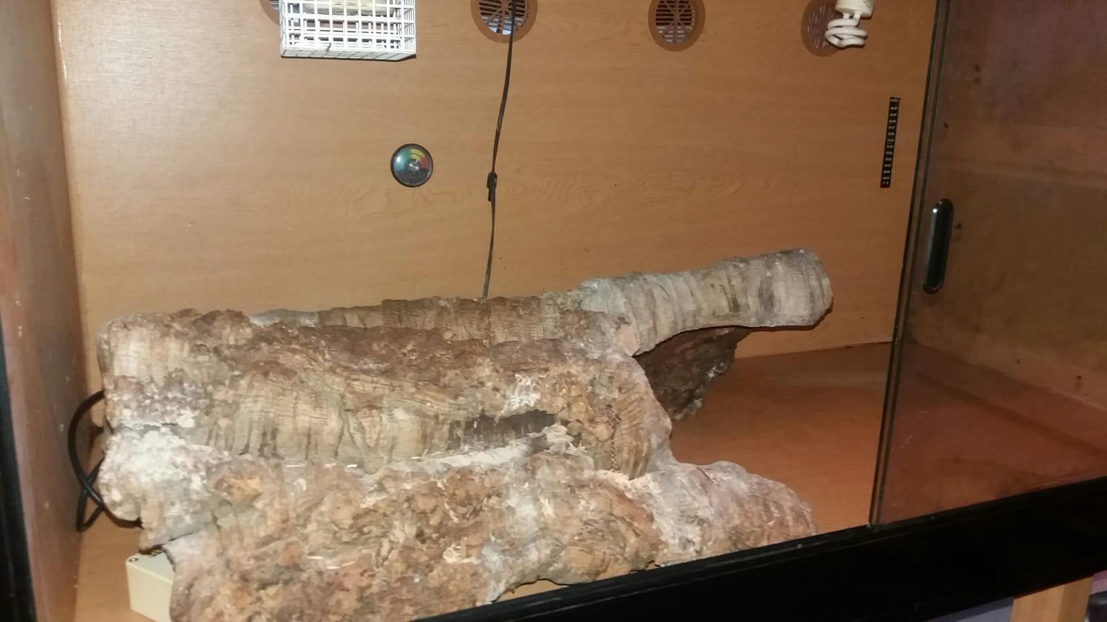 Complete vivarium / viv setup in Stanford-le-Hope for £50.00 for sale ...