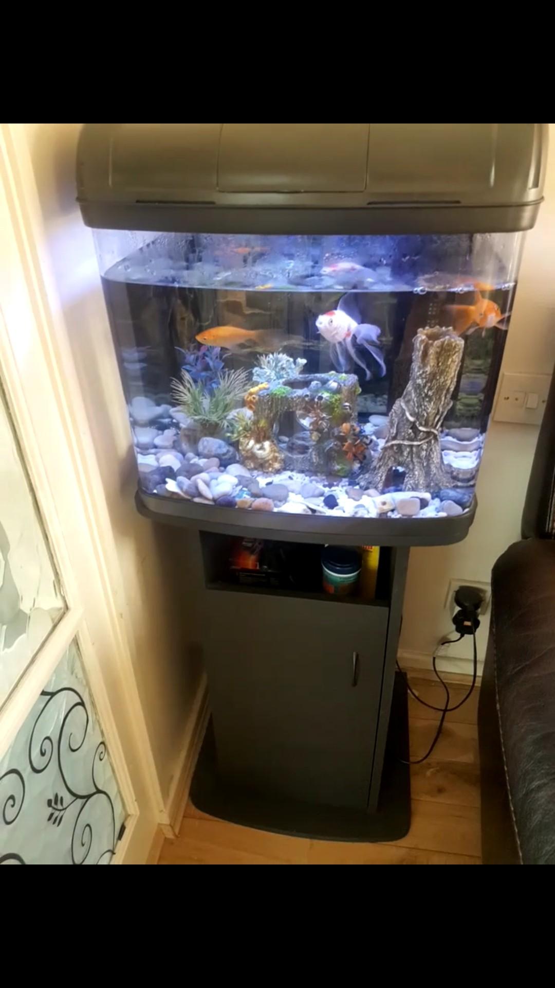 Fish tank for sale in BD3 Bradford für £ 60,00 zum Verkauf | Shpock AT