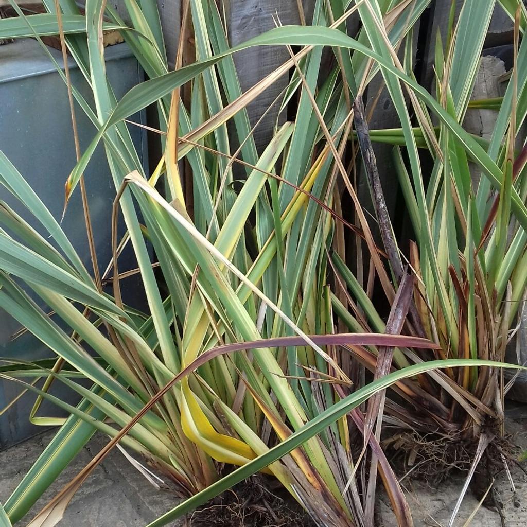 9+ Large Phormium plants in OX16 Cherwell für gratis zum Verkauf ...