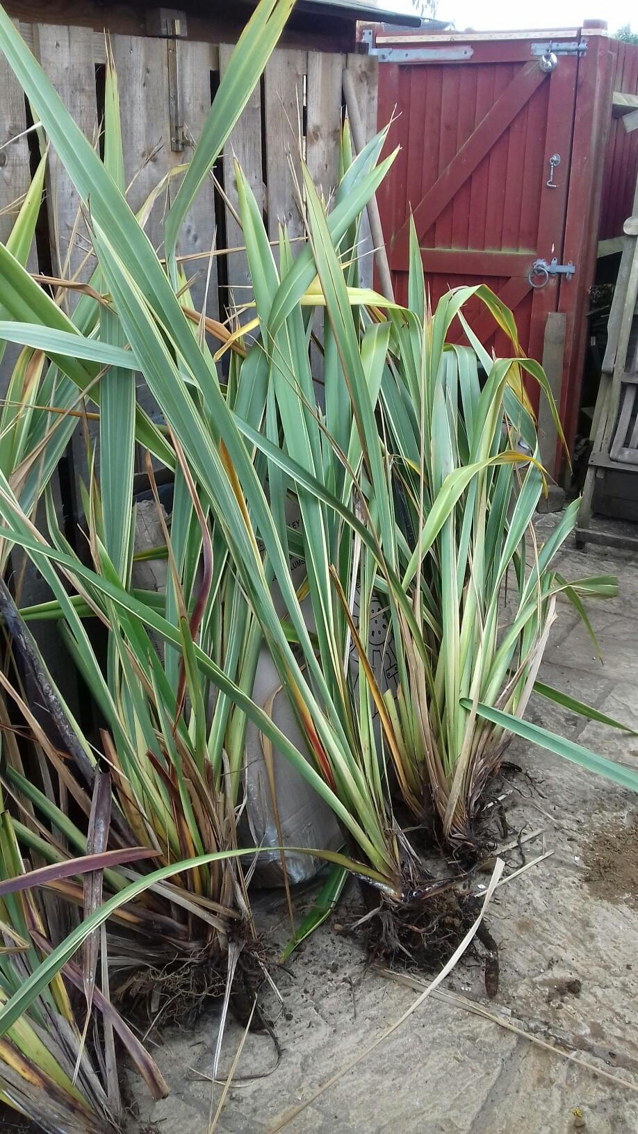 9+ Large Phormium plants in OX16 Cherwell für gratis zum Verkauf ...
