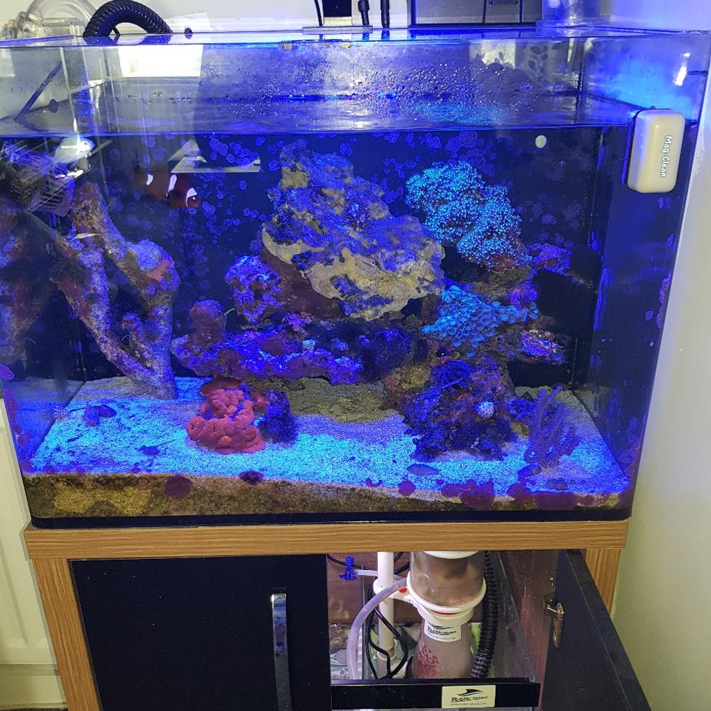 Breaking my full marine tank and stock.... in CR3 Tandridge für 150,00 ...