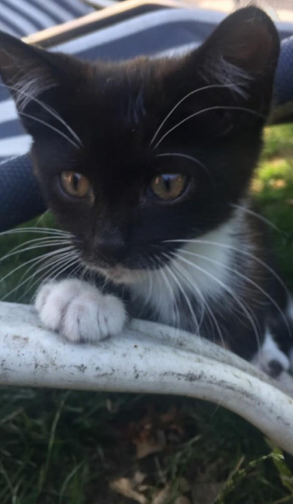 Female kitten in BL9 Bury für 40,00 £ zum Verkauf | Shpock DE