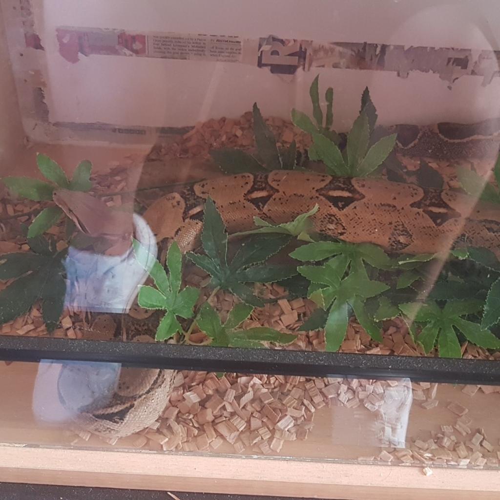 Boa and 3ft vivarium in London Borough of Barking and Dagenham für £ 50 ...
