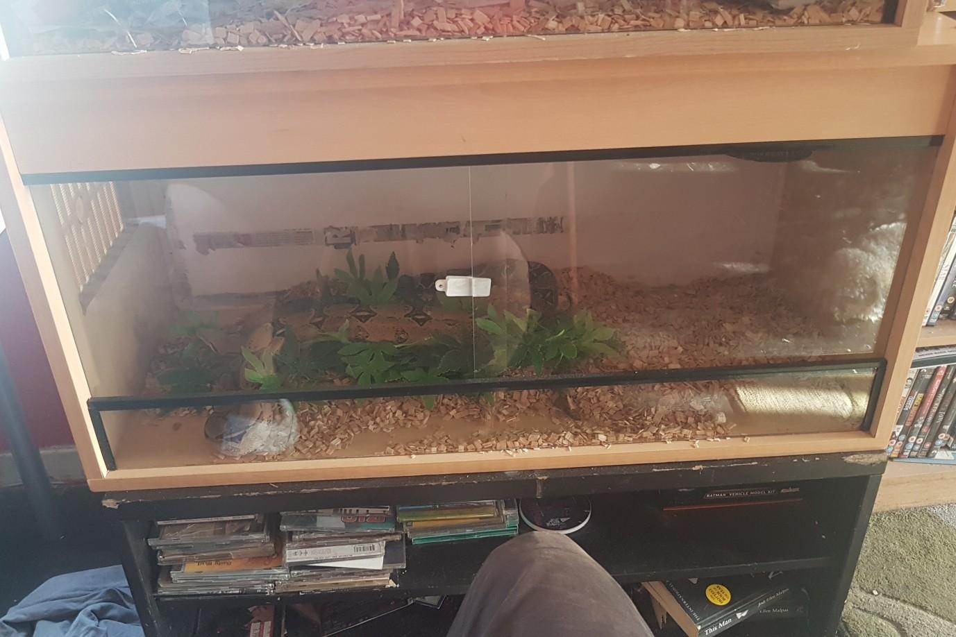 Boa and 3ft vivarium in London Borough of Barking and Dagenham für £ 50 ...