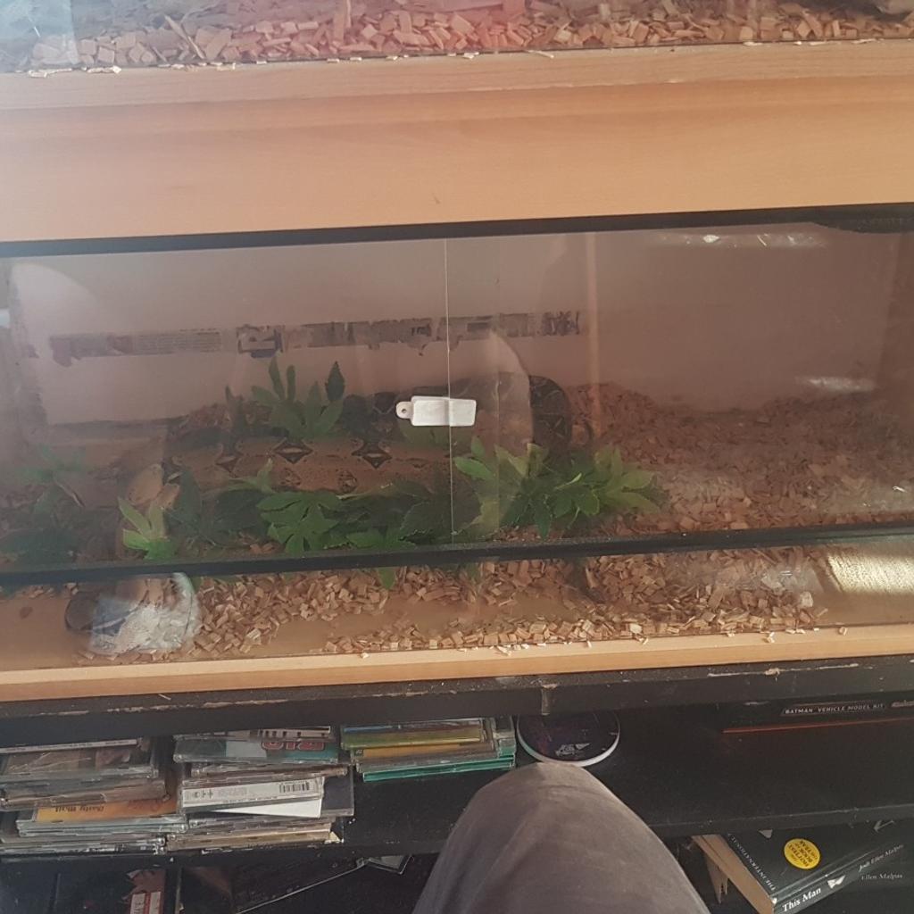 Boa and 3ft vivarium in London Borough of Barking and Dagenham für £ 50 ...