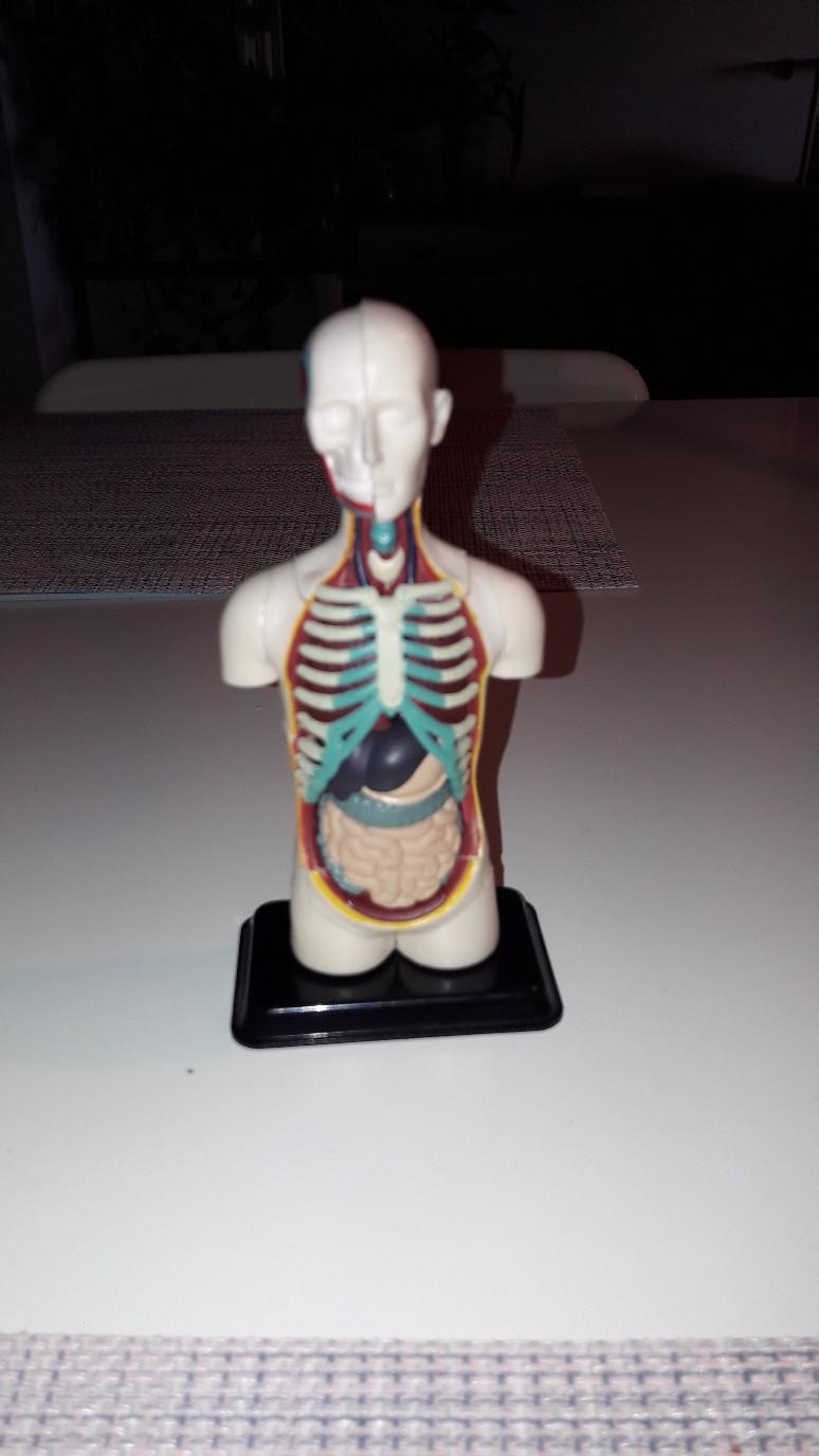 Körper Modell Anatomie Mensch Organe Model in 74889 Sinsheim für 12,00 ...