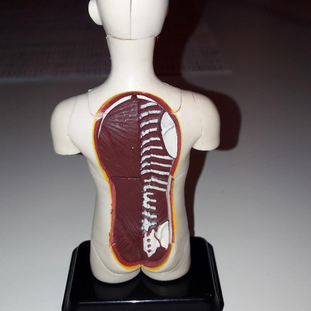 Körper Modell Anatomie Mensch Organe Model in 74889 Sinsheim for €12.00 ...