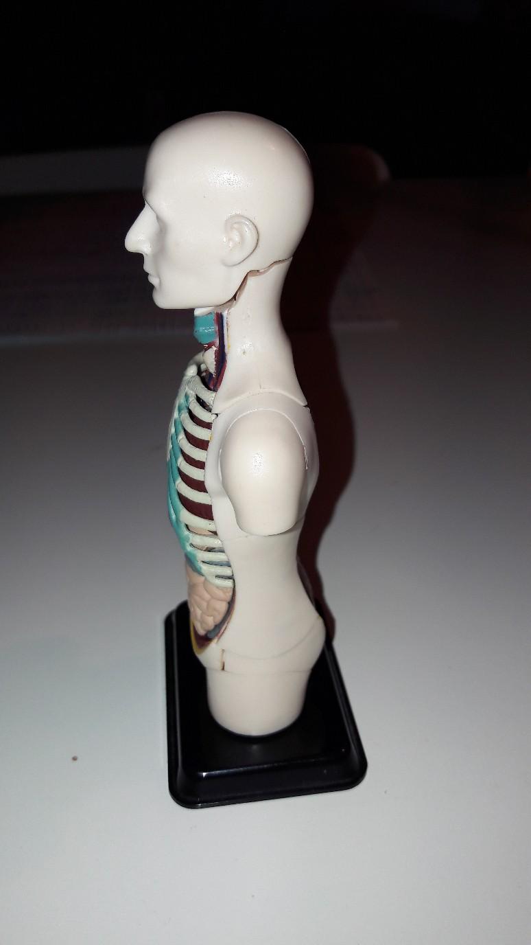 Körper Modell Anatomie Mensch Organe Model in 74889 Sinsheim für 12,00 ...