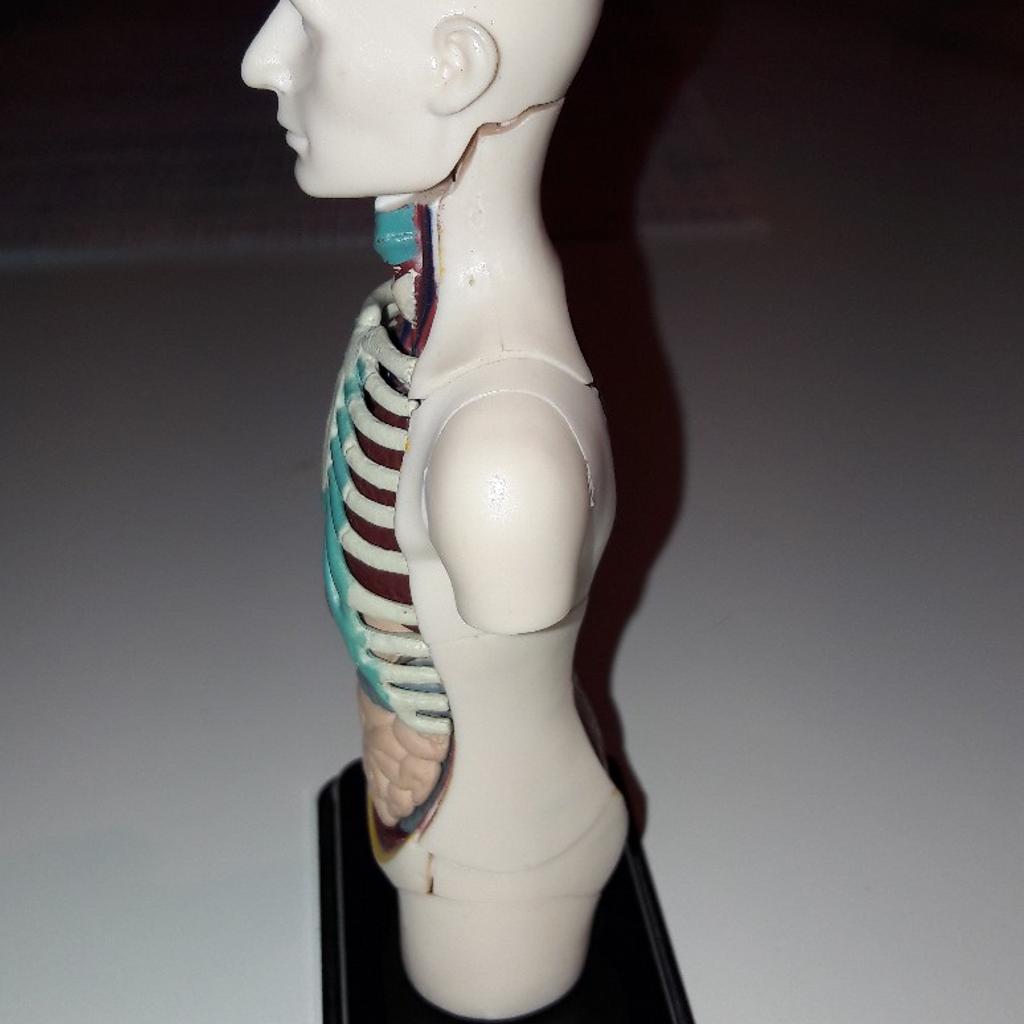 Körper Modell Anatomie Mensch Organe Model in 74889 Sinsheim for €12.00 ...
