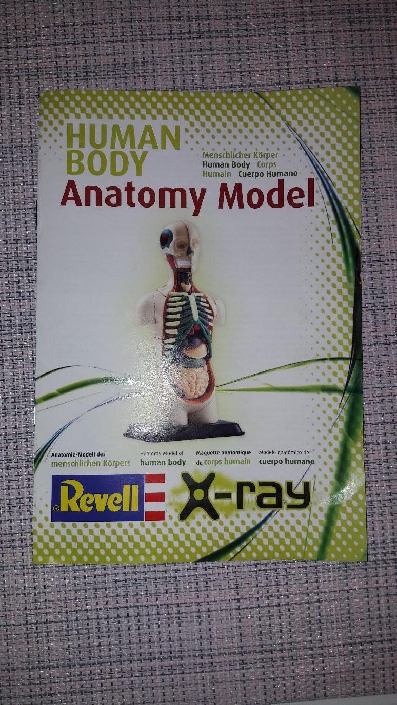 Körper Modell Anatomie Mensch Organe Model in 74889 Sinsheim for €12.00 ...